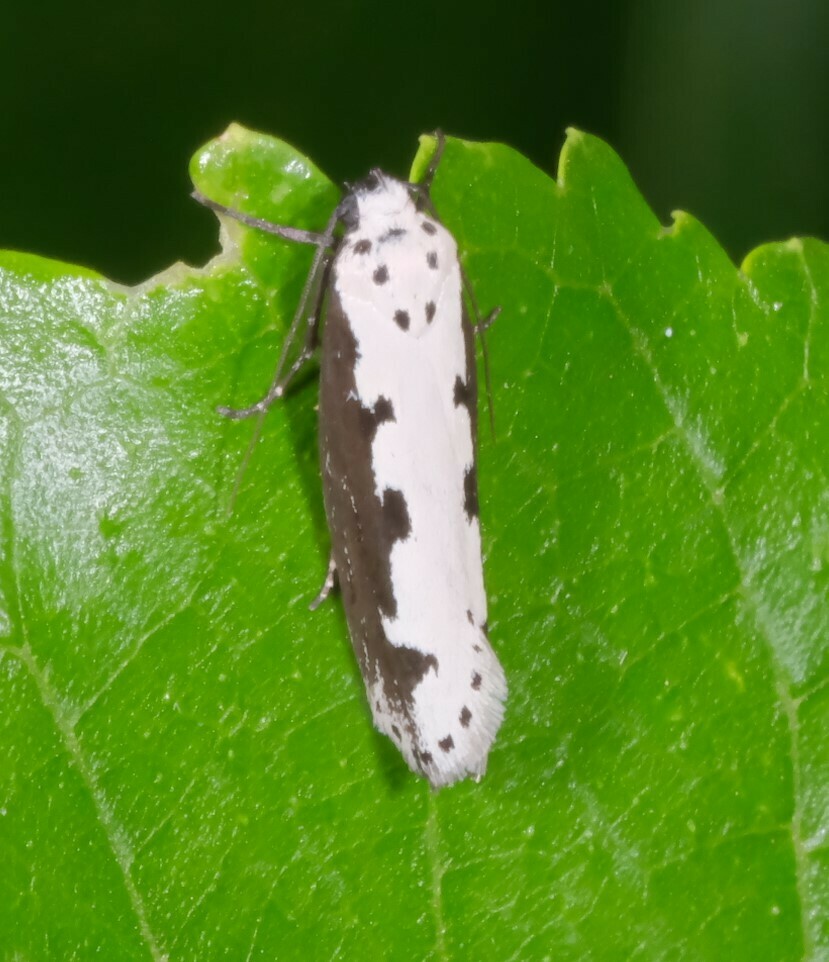 Viper's Bugloss Moth from Lindhorst, Deutschland on August 12, 2022 at ...