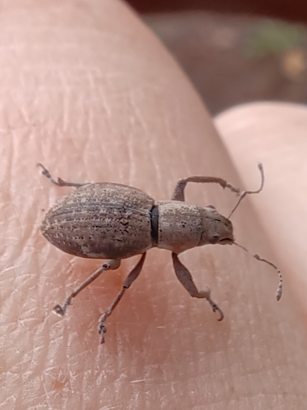 Fuller's rose weevil from Virginia Beach, VA 23454, USA on November 1 ...
