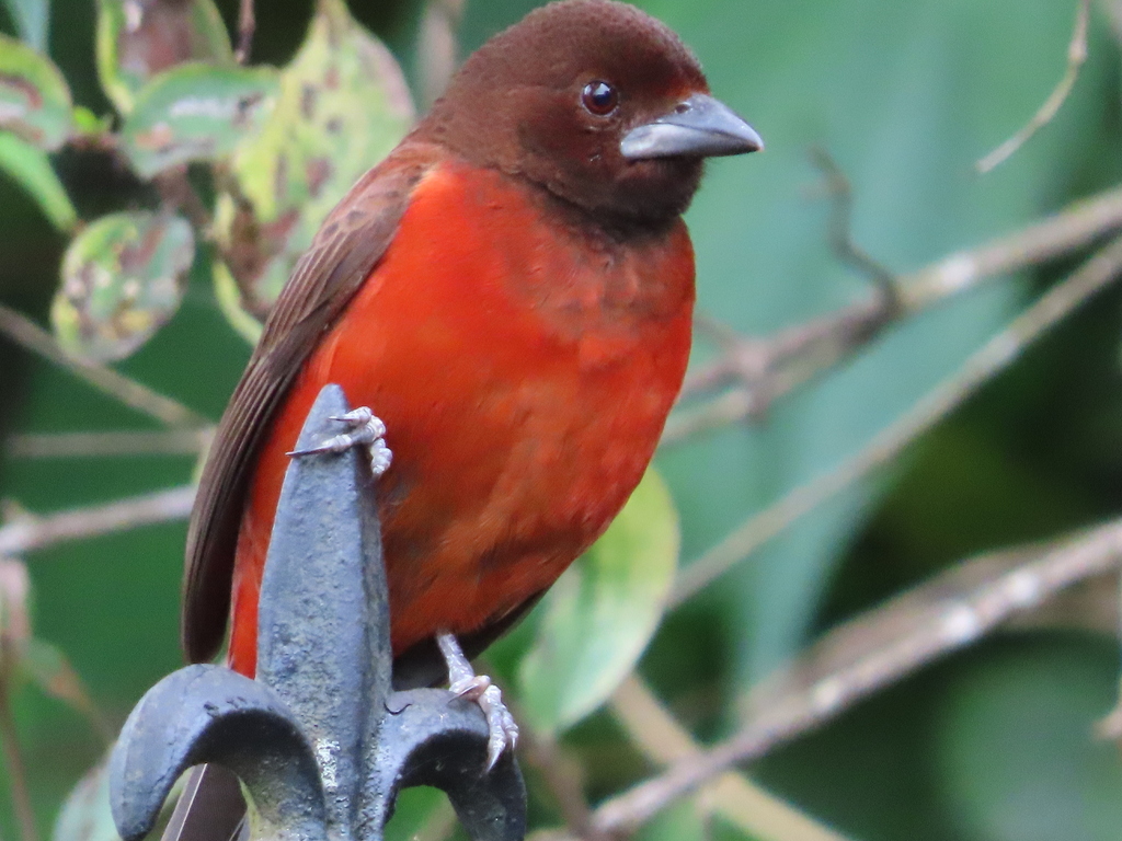 Crimson-backed Tanager from Urb. Altamar, Los Algarrobos, Panamá on ...