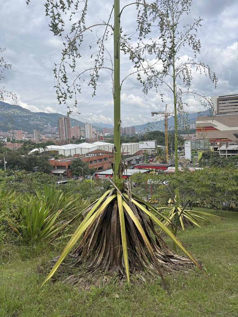 Furcraea andina from Carrera 56, Bello, Antioquia, CO on November 4 ...