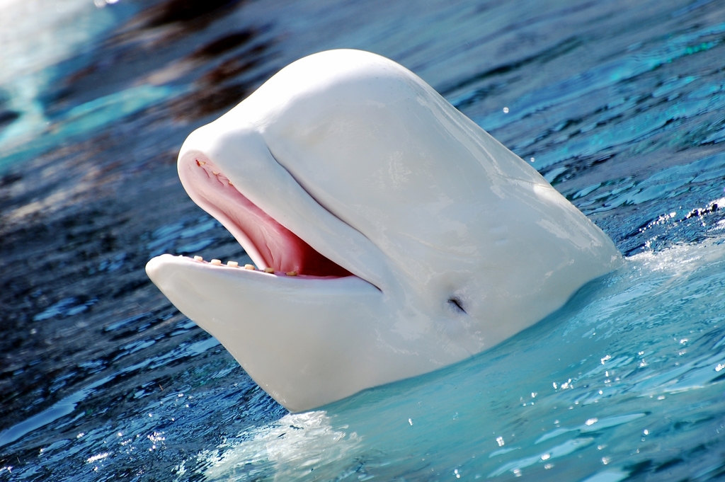 Even-toed Ungulates and Cetaceans (Artiodactyla) - Know Your Mammals