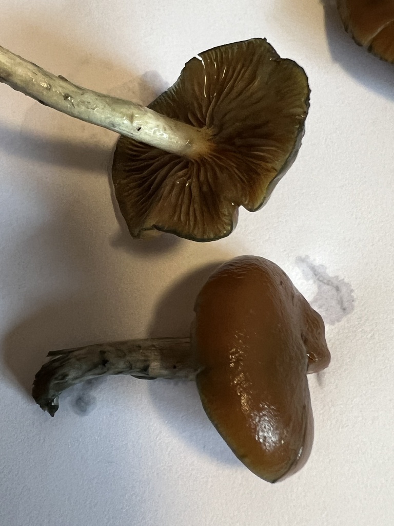 Wavy Cap in November 2023 by scrollslowlyandsee · iNaturalist