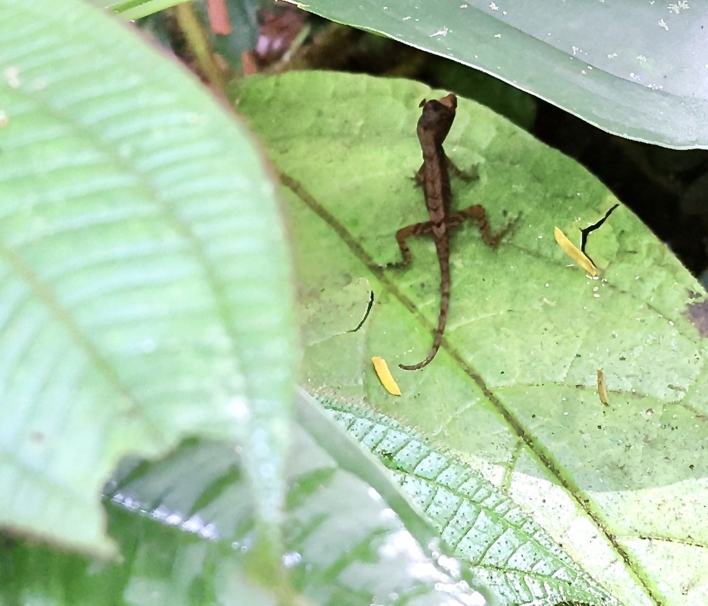 Humble Anole from Limón Province, Guapiles, Costa Rica on October 15 ...