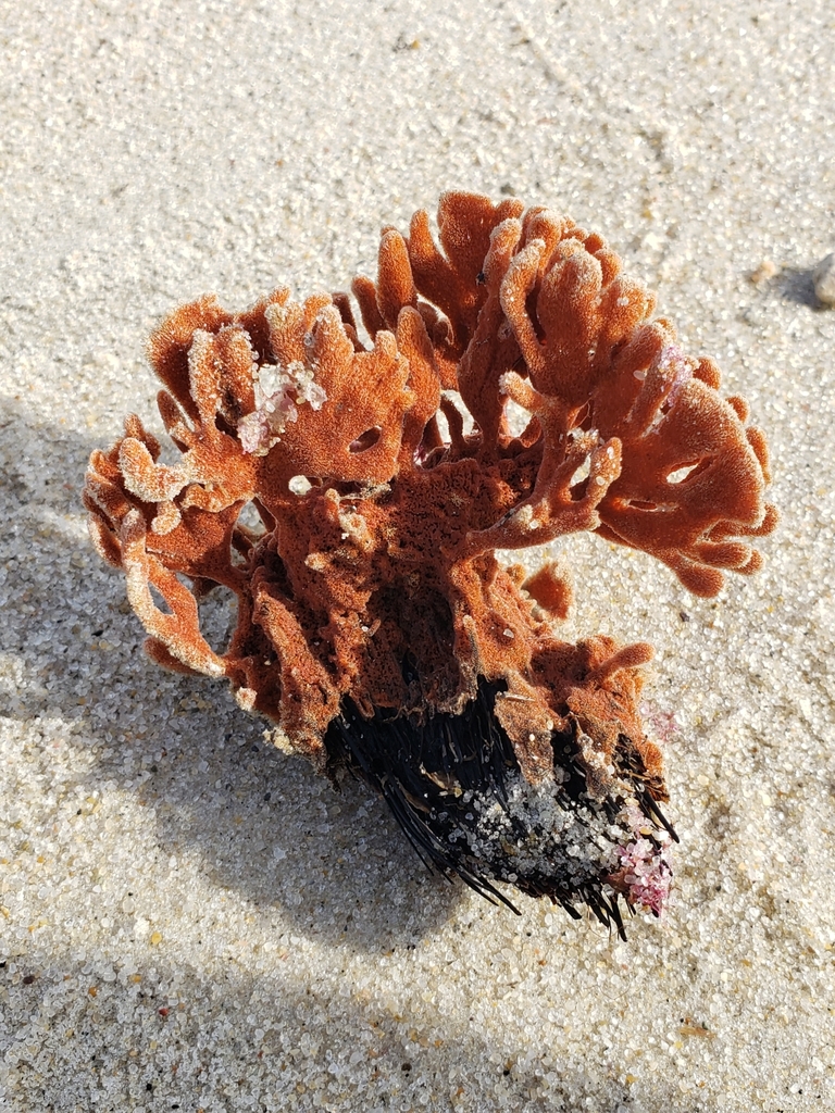Red Beard Sponge from Northwest Harwich, Harwich, MA, USA on November ...