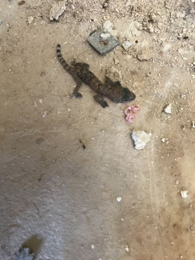 Mediterranean House Gecko from Sycamore Rd, Graham, NC, US on November ...