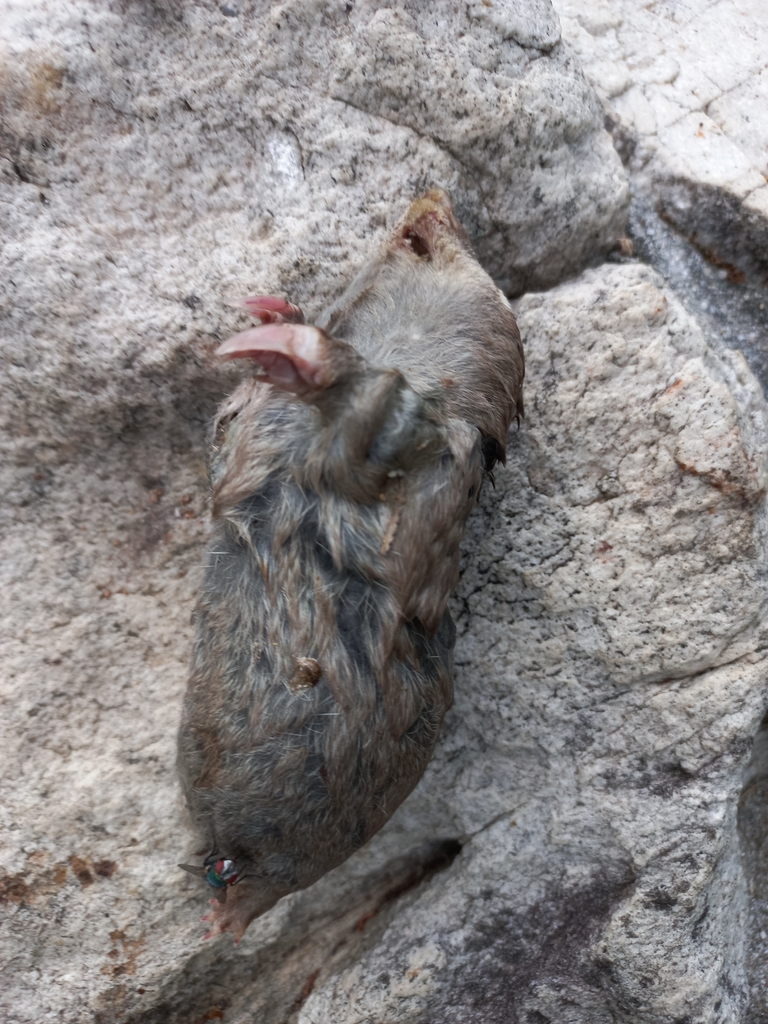 Cape Golden Mole from Scott Estate, Cape Town, 7806, South Africa on ...