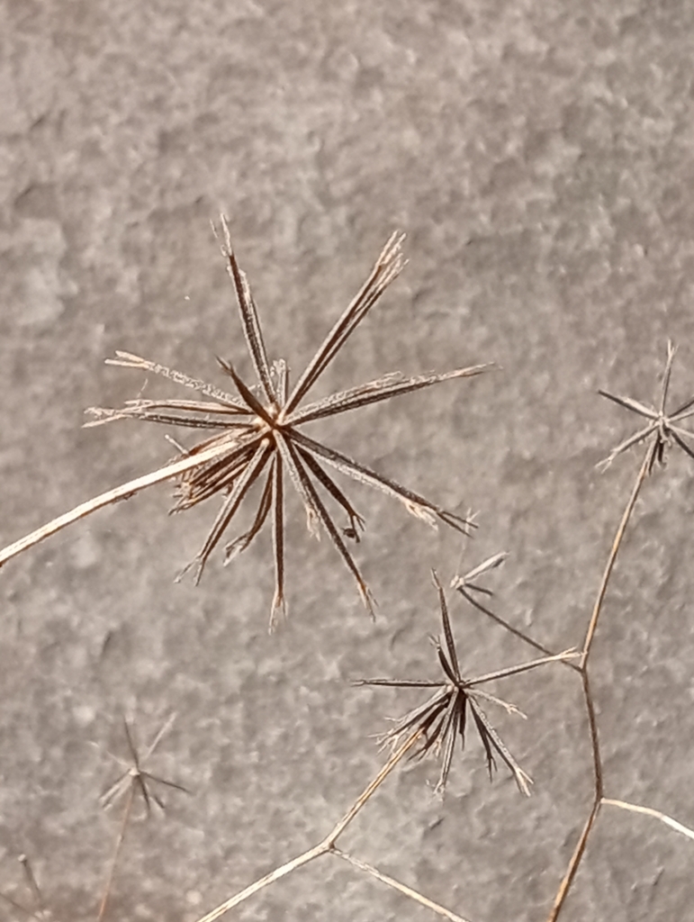 Spanish needles from Peirce Mill, Washington, DC 20008, USA on November ...