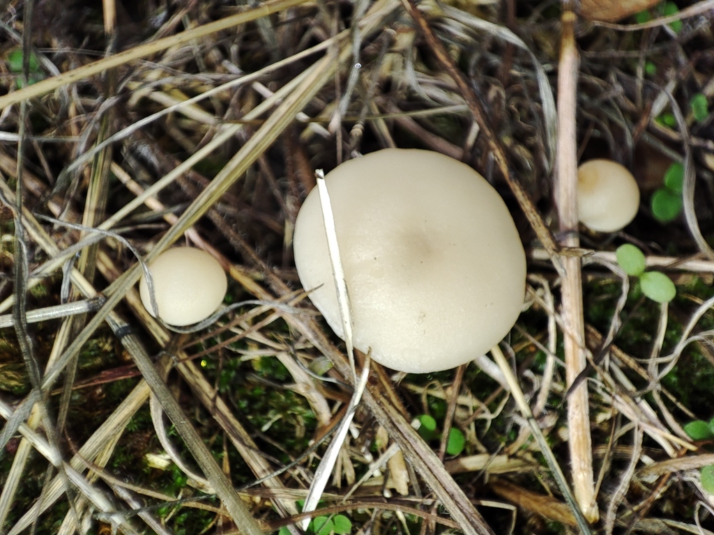 Meadow Puffball from 73190 Кюрьен, Франция on October 29, 2023 at 01:46 ...