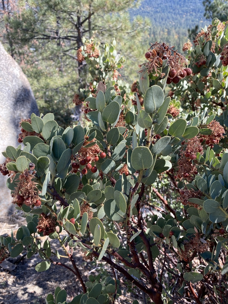 Pringle's manzanita from San Bernardino National Forest, Pine Cove, CA ...