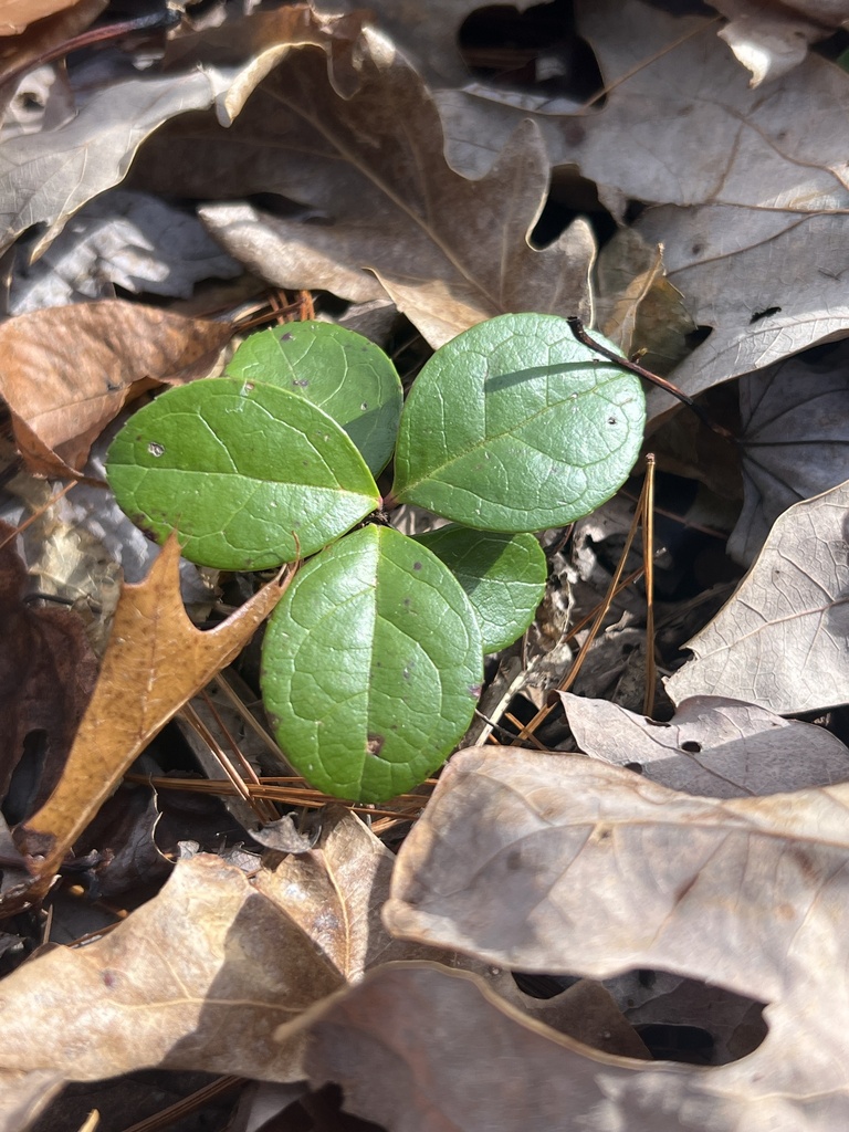 Eastern Teaberry in November 2023 by Brady O'Brien · iNaturalist