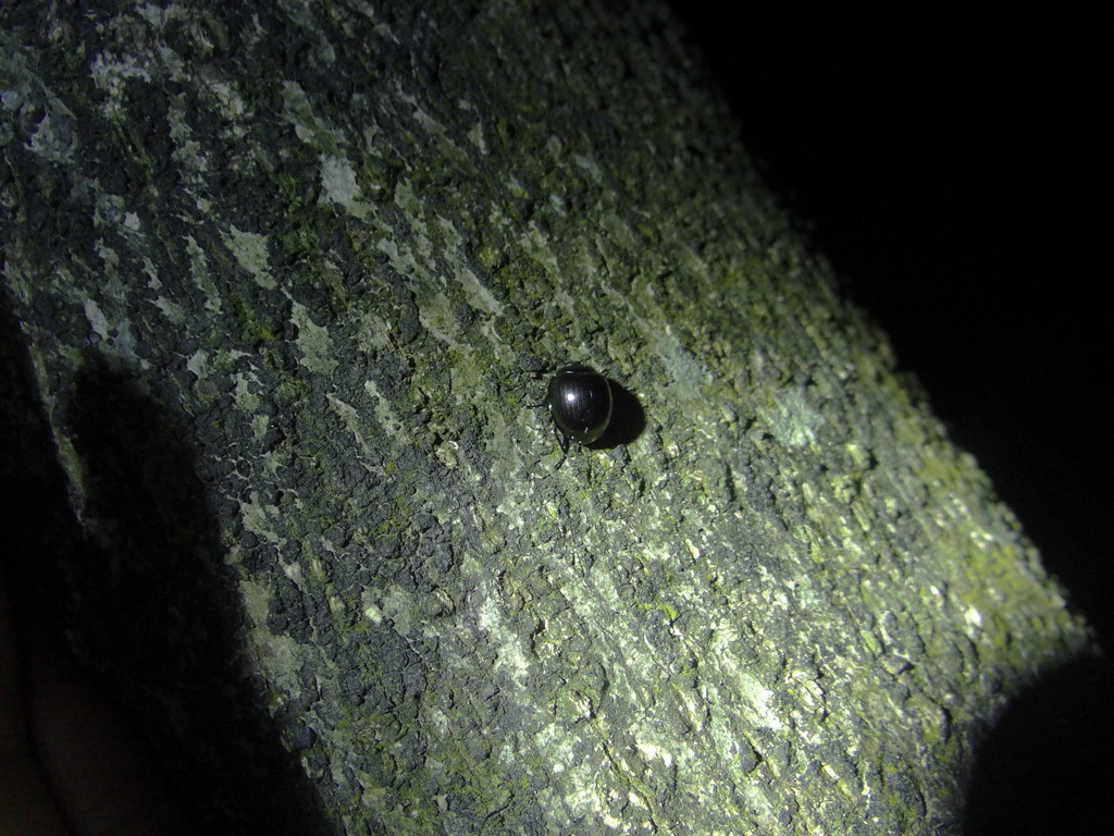 Tetraphyllus from 中国广西壮族自治区贵港市桂平市 on June 3, 2014 at 12:30 AM by Conlin ...