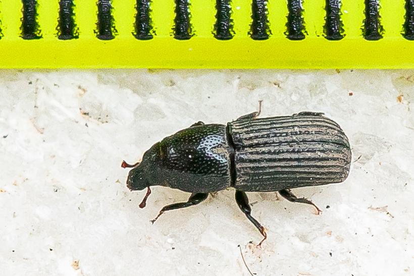 True Weevils from R. Olegarinha - Grajau, Rio de Janeiro - RJ, 20560 ...