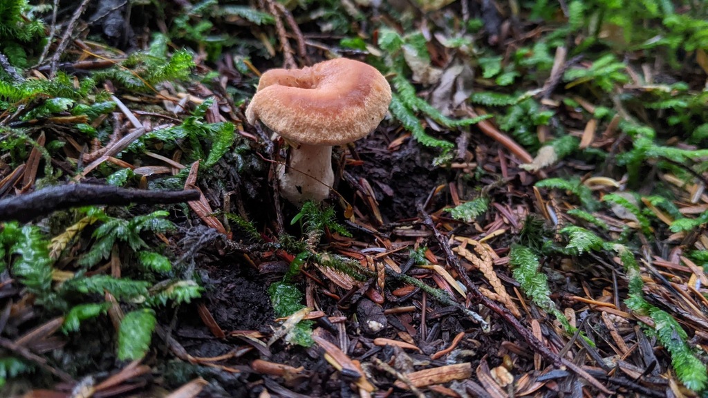 hedgehog mushrooms from West Vancouver, BC, Canada on October 14, 2023 ...