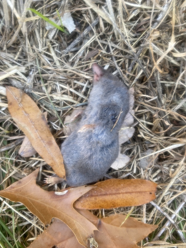 Northern Short-tailed Shrew from Champlain, VA, US on November 4, 2023 ...