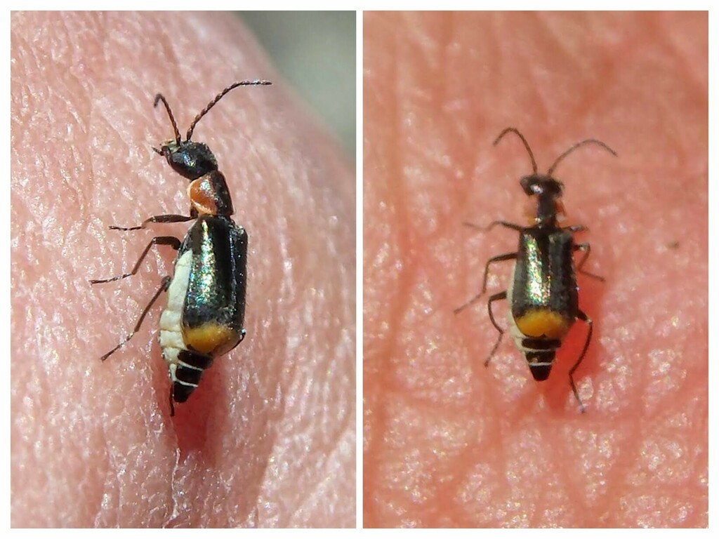 Axinotarsus marginalis from Hoyo de Manzanares, Madrid, España on May ...