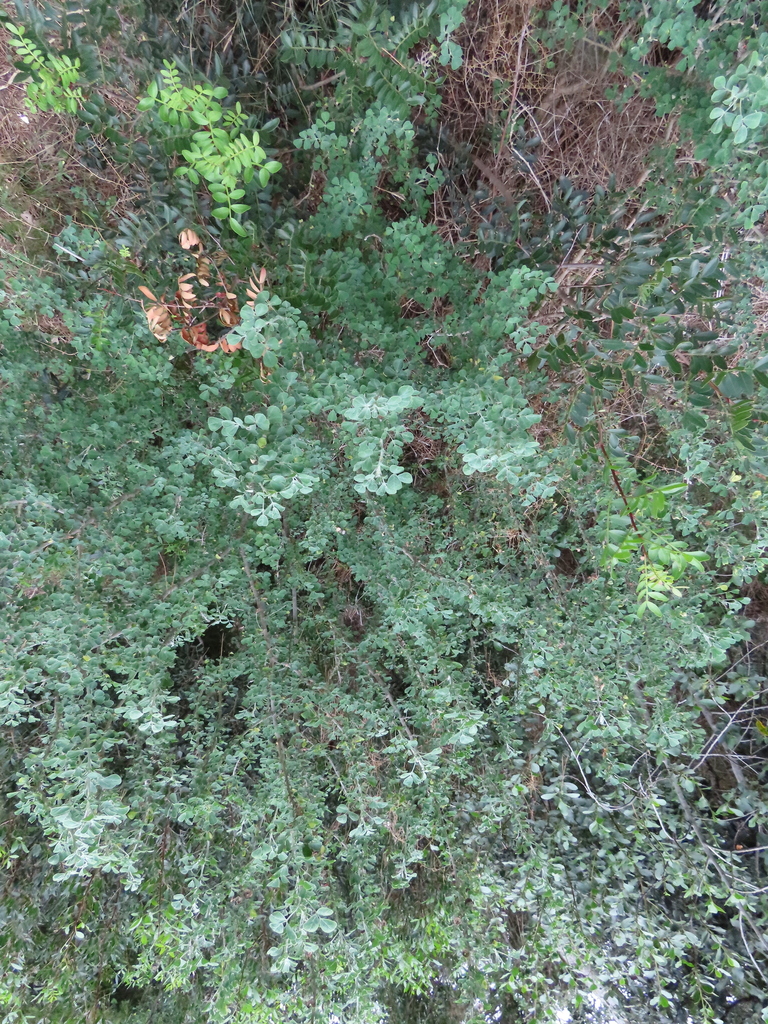 tree medick from Girona, Spain on November 4, 2023 at 10:53 AM by ...