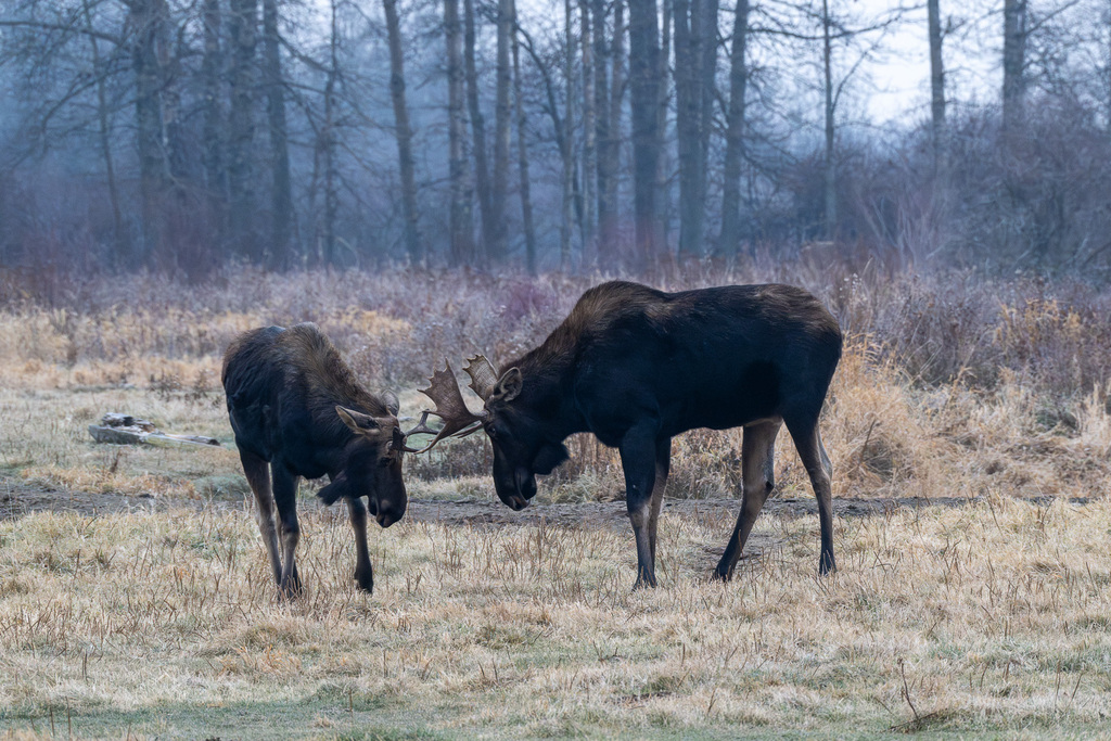 Northwestern Moose from Westlock County, AB, Canada on November 4, 2023 ...