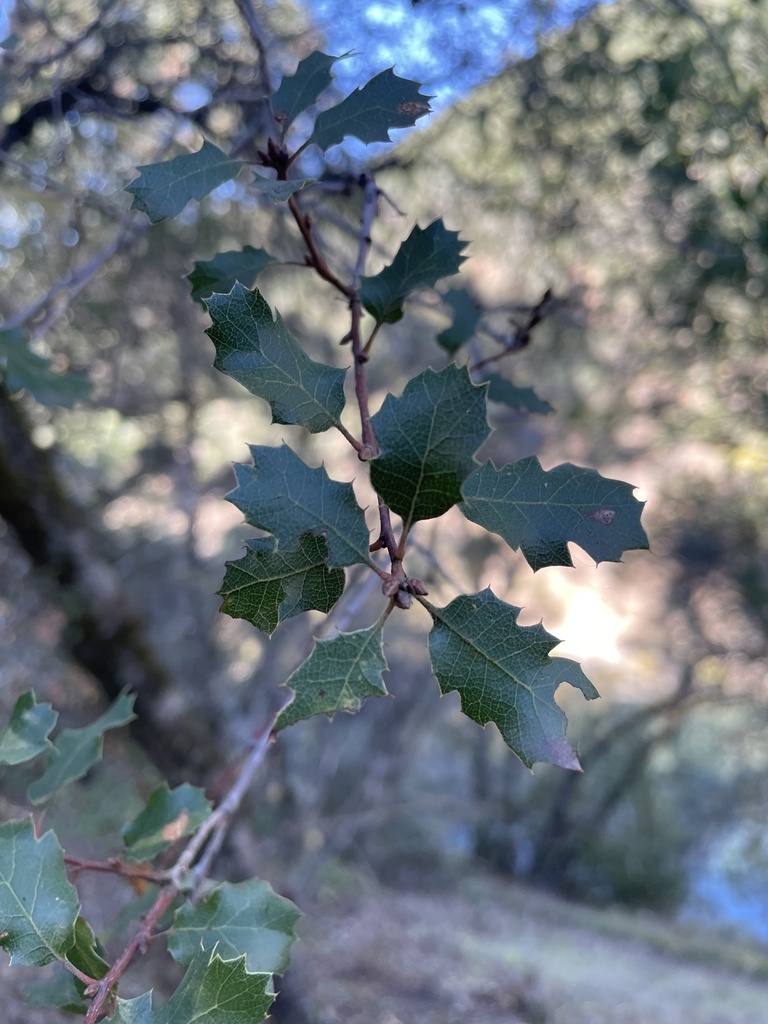California scrub oak from Auburn State Recreation Area, Auburn, CA, US ...