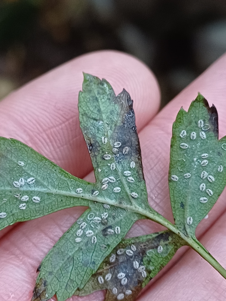 ash whitefly from Dewsbury, UK on November 4, 2023 at 03:31 PM by Andy ...