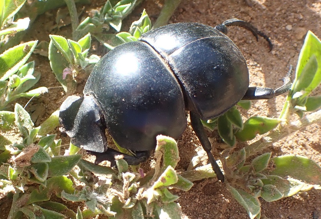 Cape Flightless Dung Beetle from Addo Elephant Park, Sarah Baartman ...
