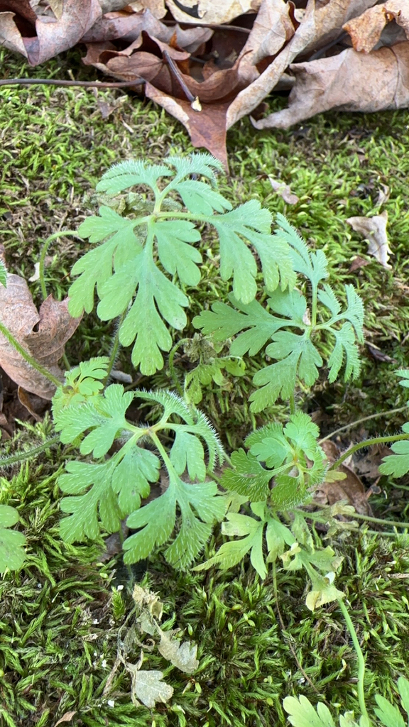 Herb Robert from Hessel on November 4, 2023 at 04:01 PM by Jessica ...