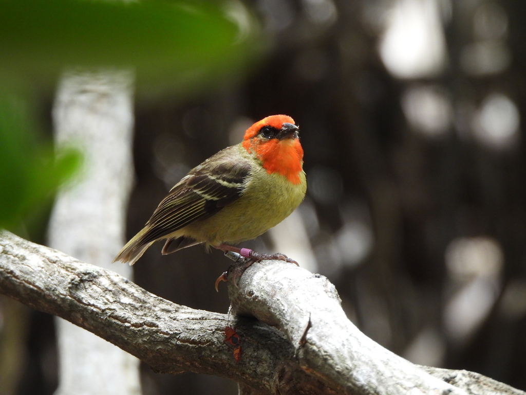 Mauritius Fody in November 2023 by aristotelis · iNaturalist