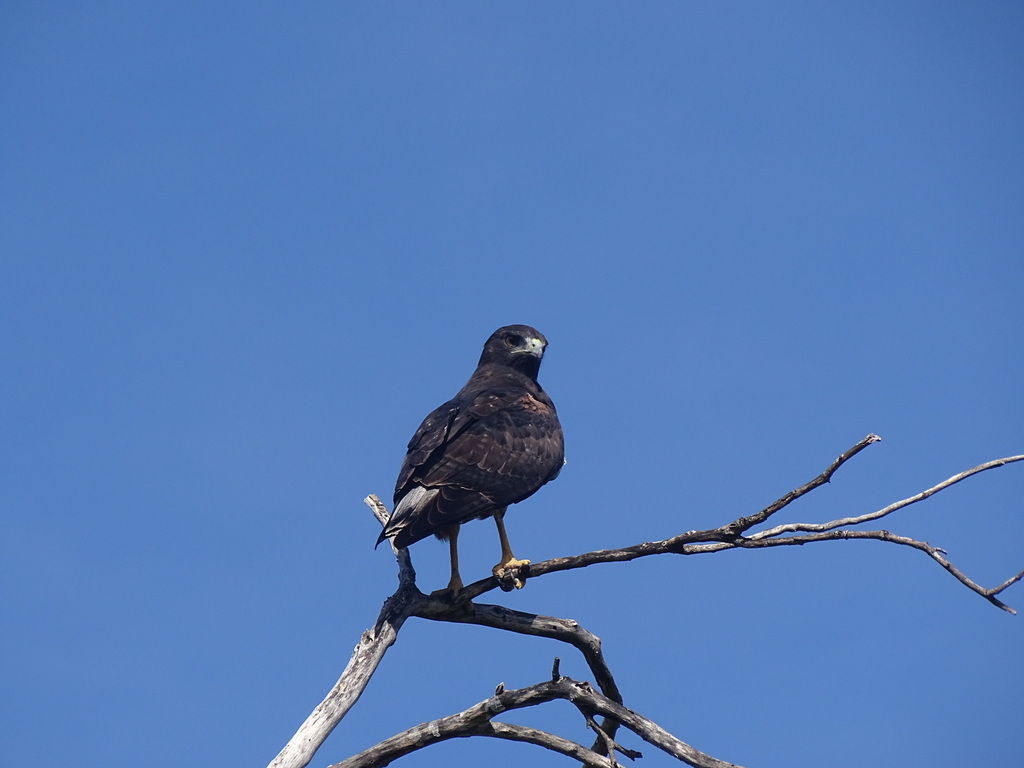 White-tailed Hawk from San Pedro Comitancillo, Oax., México on November ...