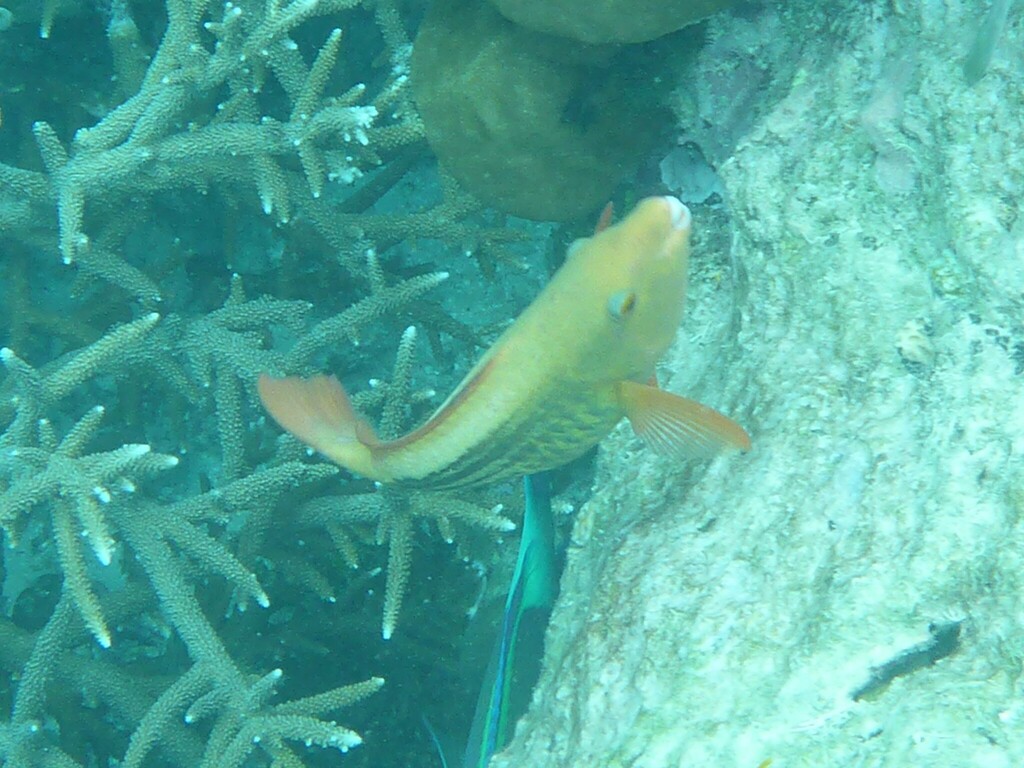 Sixband Parrotfish from Hinchinbrook, QLD, Australia on July 30, 2023 ...