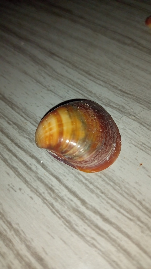 Tivela mactroides from Barra dos Coqueiros - SE, Brasil on November 4 ...