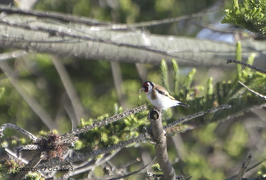 European Goldfinch from Kaikōura, New Zealand on October 27, 2023 at 07 ...