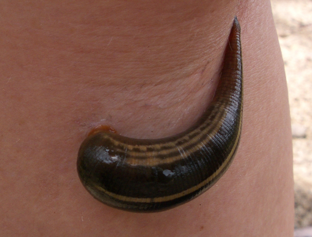 Australian tiger leech from Blue Mountains Nat'l Park NSW 2787 ...