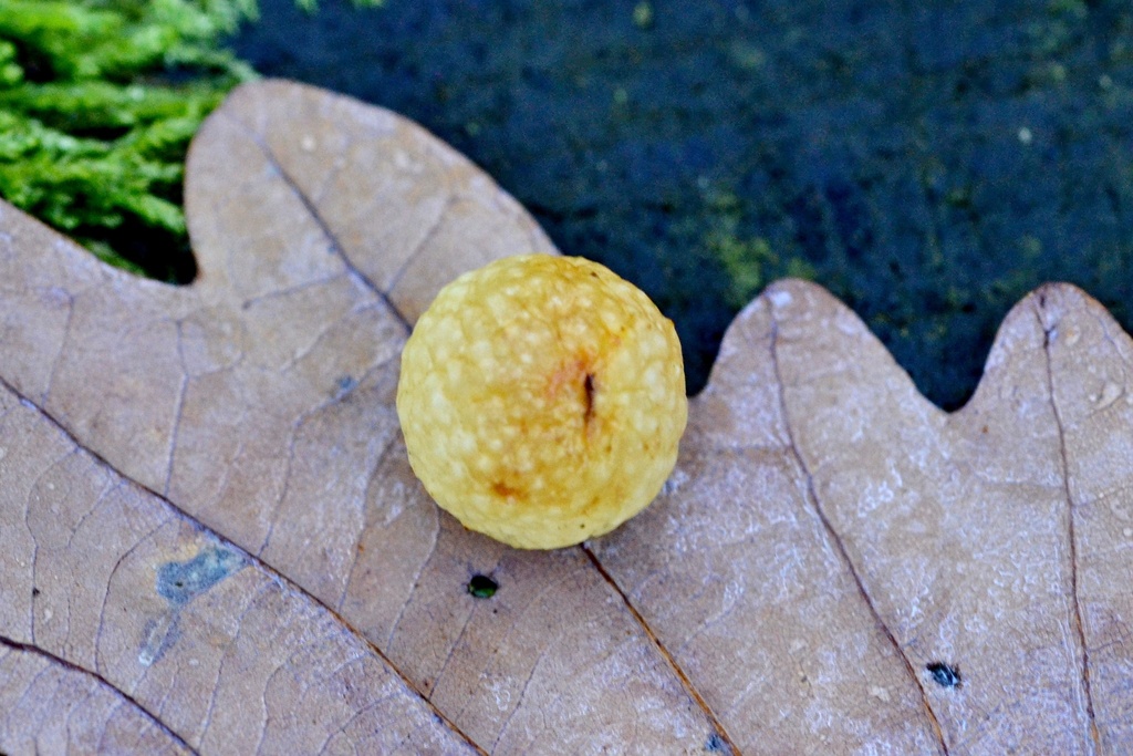 Cherry Gall Wasp from Dobrovice, Česko on November 4, 2023 at 11:13 AM ...