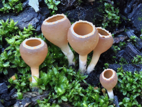 Zvoneček (Geopyxis)