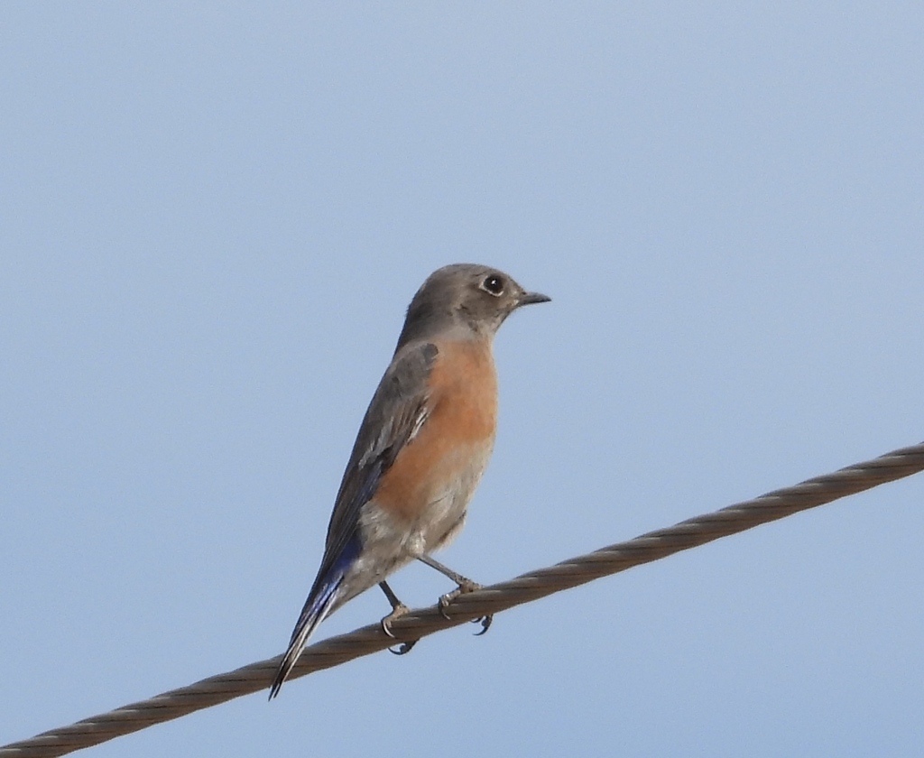 Western Bluebird from Fosforita 370, Bonanza, 25296 Saltillo, Coah ...