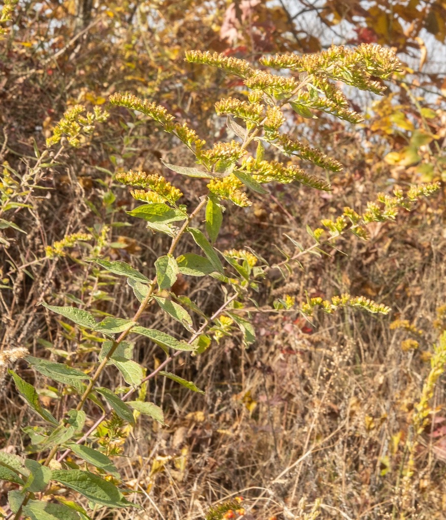 common wrinkle-leaved goldenrod from Bearwallow Mountain Rd, North ...