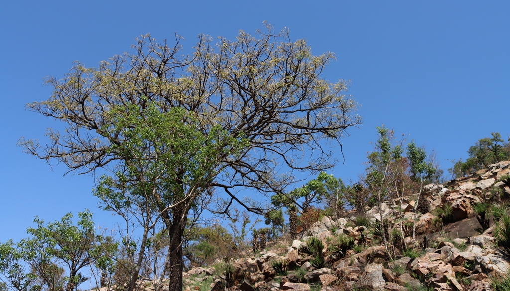 kiaat from west of Manzaa River, Bivane Dam Nature Reserve on October ...