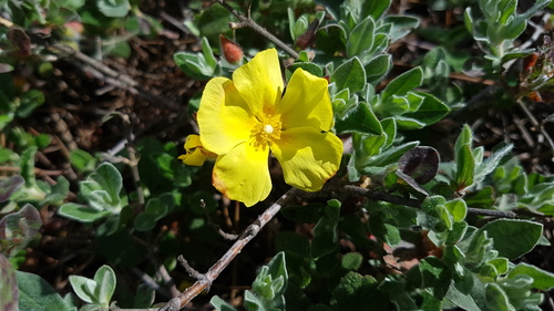 Halimium alyssoides · iNaturalist