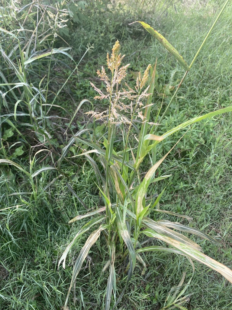 Johnson grass from River Legacy Park, Fort Worth, TX, US on November 4 ...