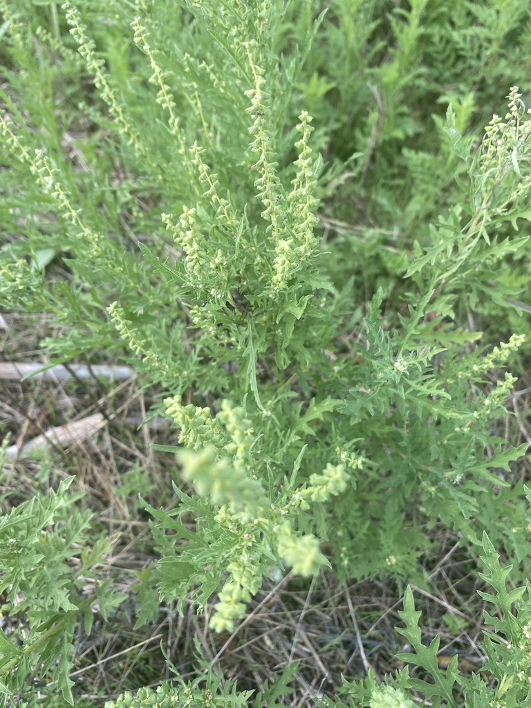 western ragweed from River Legacy Park, Fort Worth, TX, US on November ...