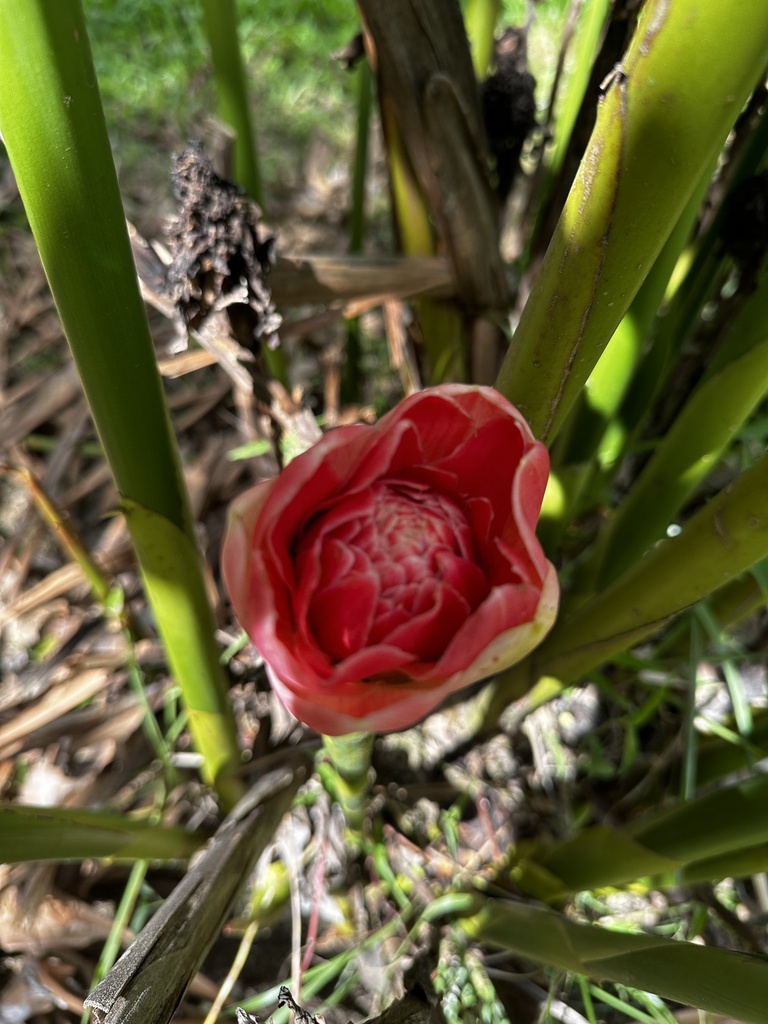 Torch ginger from Puerto Rico, Caguas, Puerto Rico, US on November 4 ...