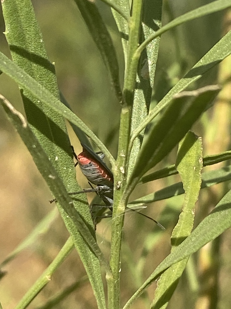 Red-shouldered Bug from River Legacy Park, Fort Worth, TX, US on ...