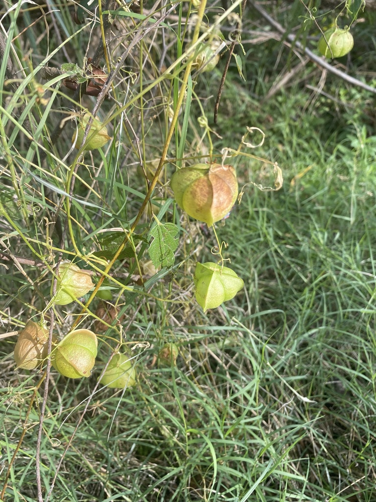 Lesser Balloon Vine from River Legacy Park, Fort Worth, TX, US on ...
