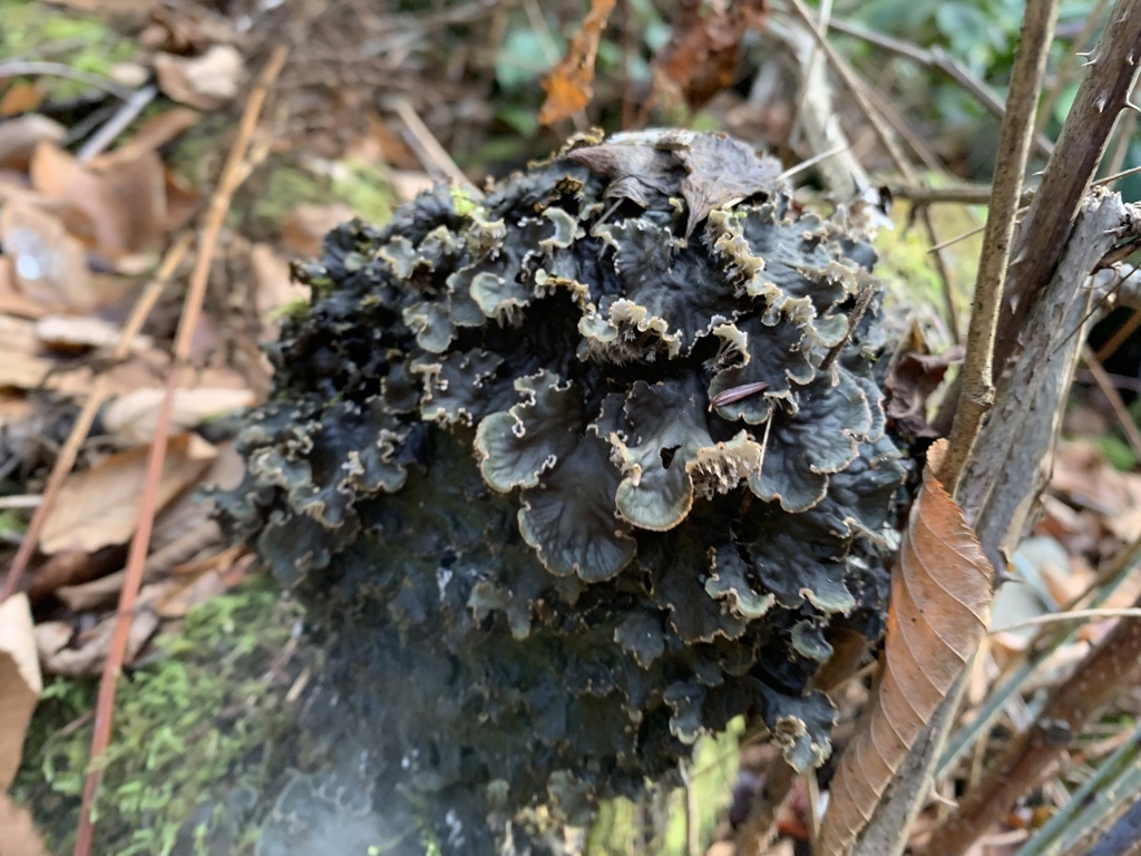 pelt lichens from Oakland, MD, US on November 4, 2023 at 03:39 PM by ...
