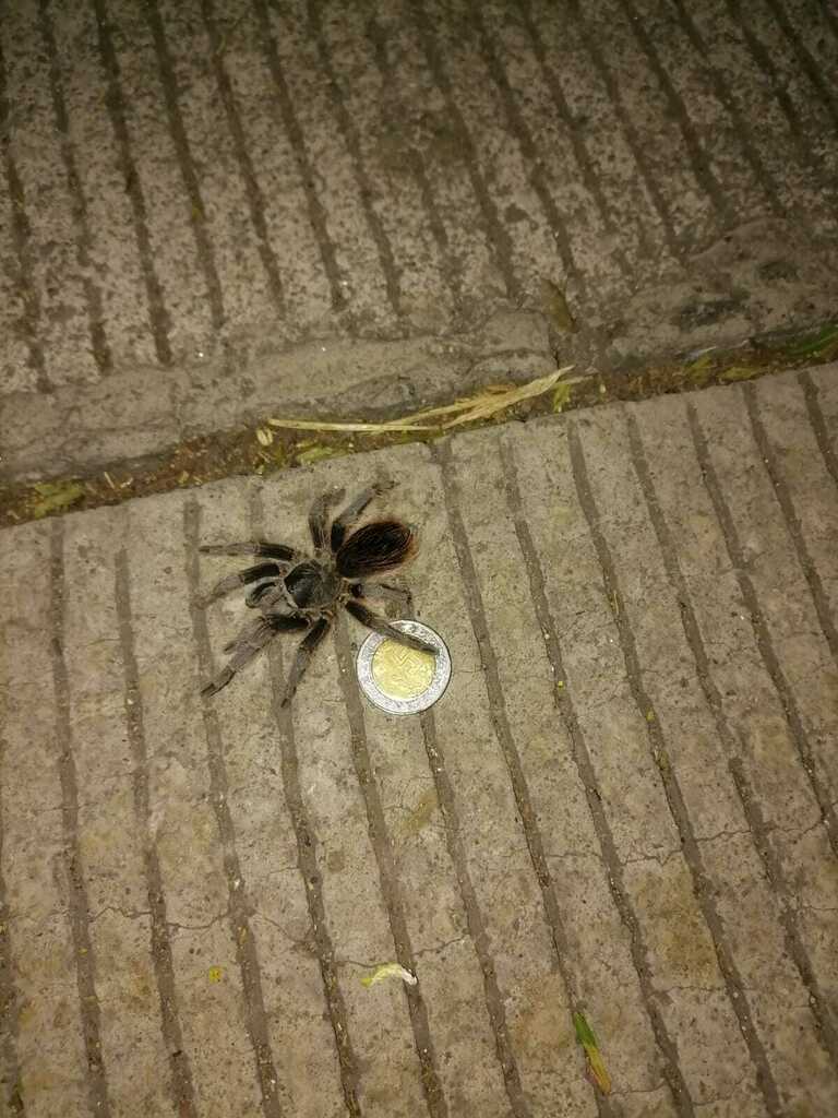 Pedregal Tarantula from C.U., Ciudad de México, CDMX, México on ...
