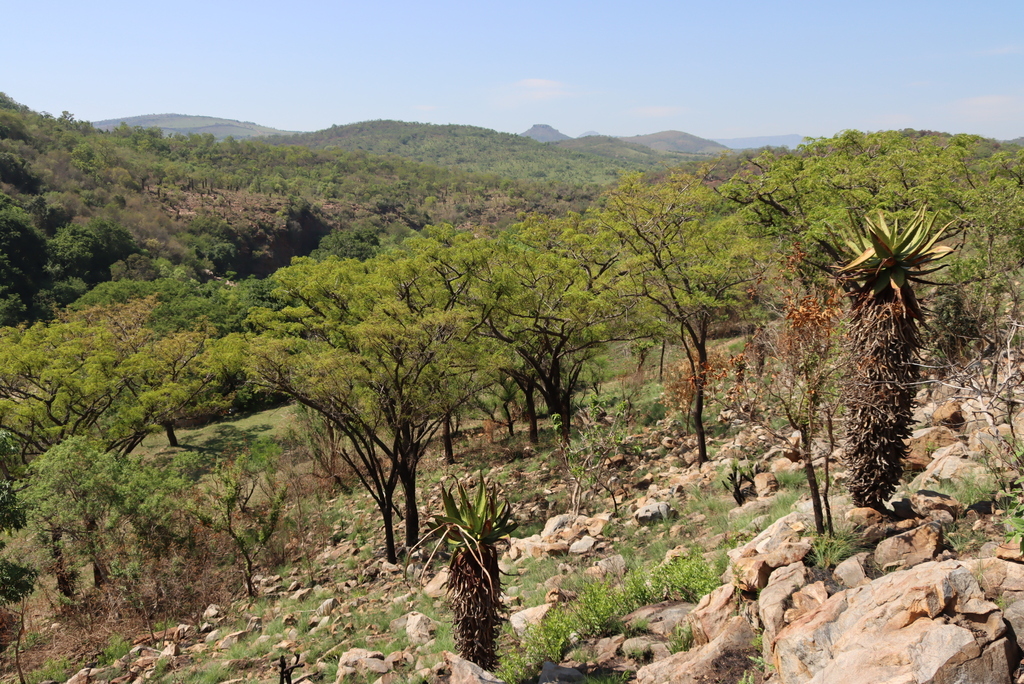 mountain aloe from west of Manzaa River, Bivane Dam Nature Reserve on ...