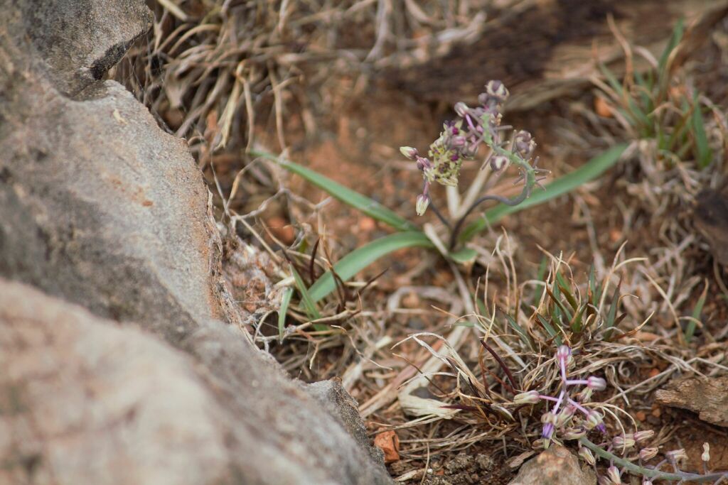 dwarf African hyacinth from West Rand District Municipality, South ...