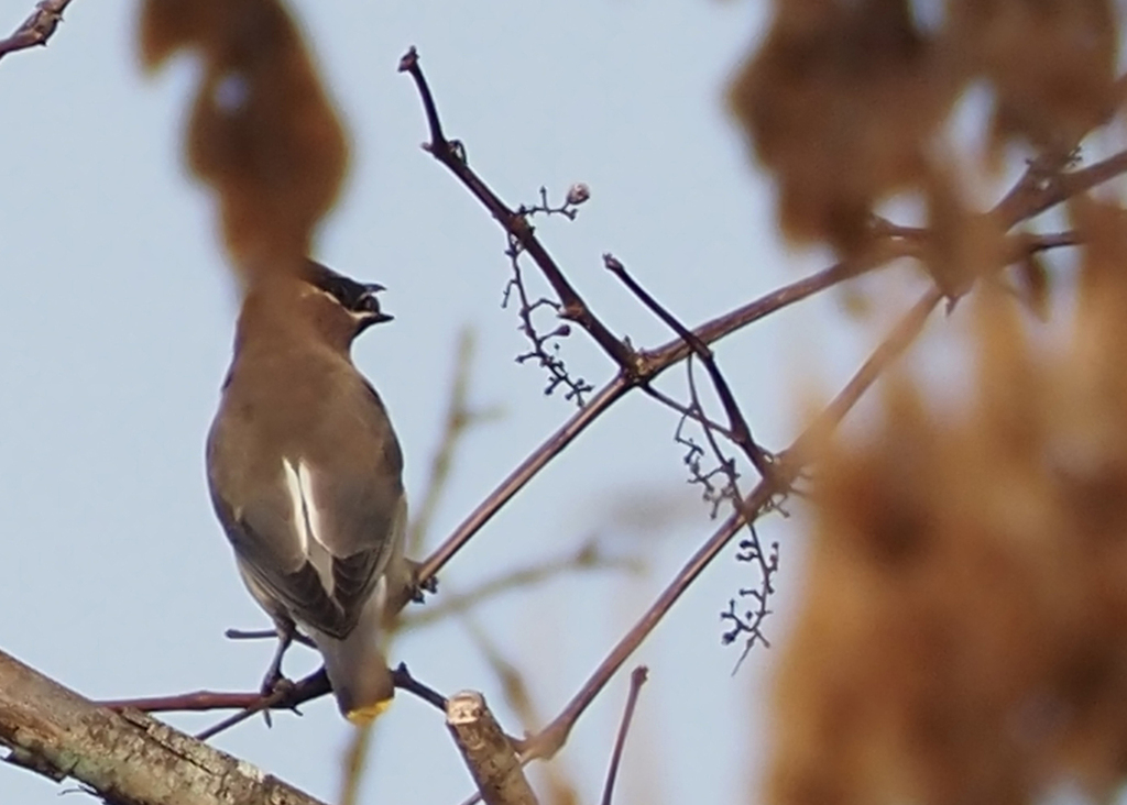 Cedar Waxwing from Bayview Village, Toronto, ON, Canada on November 3 ...