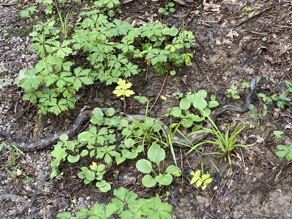 Gray Ratsnake from Woodstream Pl, Louisville, KY, US on June 3, 2021 at ...