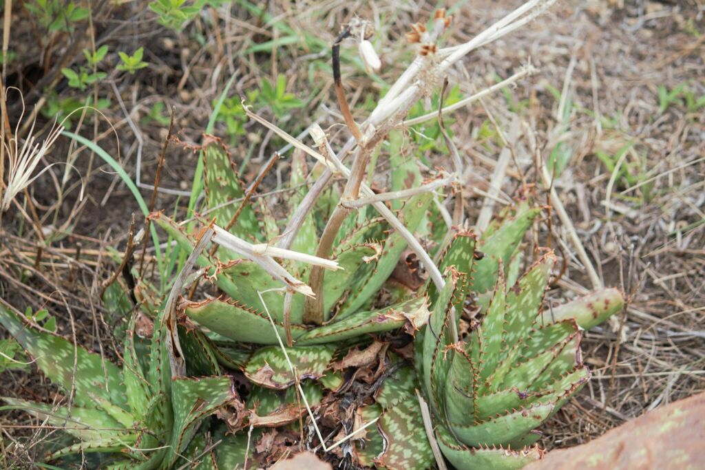 Highveld Spotted Aloe from Carletonville, 2499, South Africa on ...