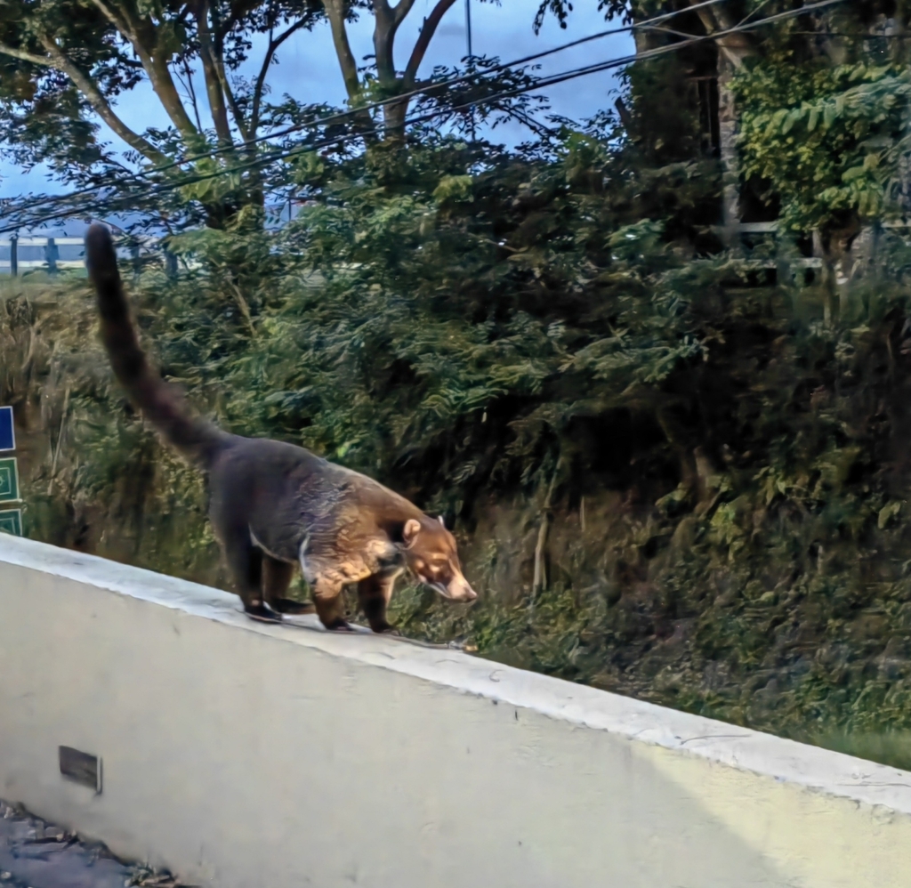 White-nosed Coati from La Cruz, CR-GU, CR on November 3, 2023 at 05:33 ...